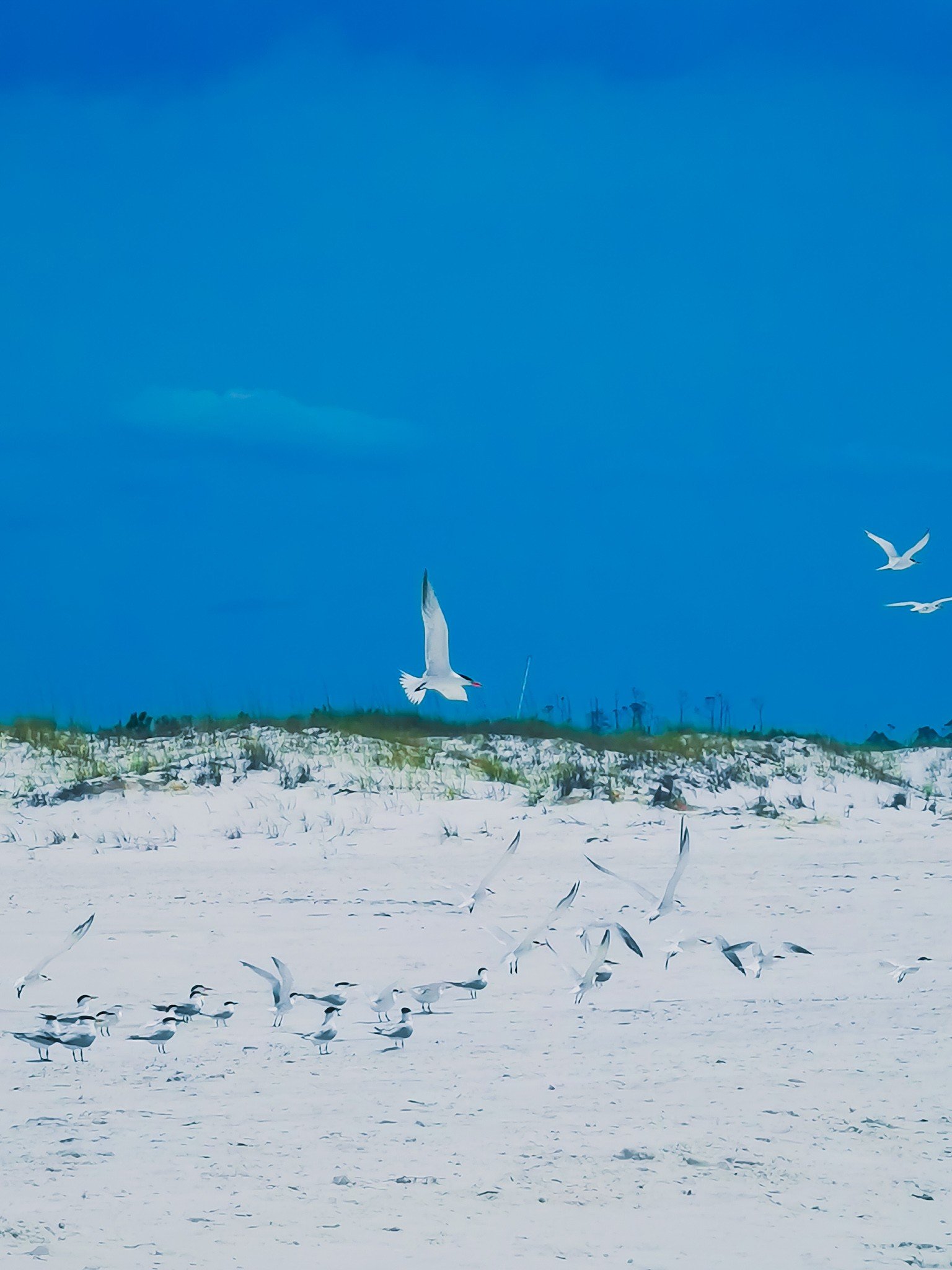 Shell Island Panama City Beach Day Trip - Where Is Tara?